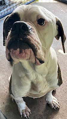 Ithaca, MI - American Bulldog. Meet Boomer a Pet for Adoption ...