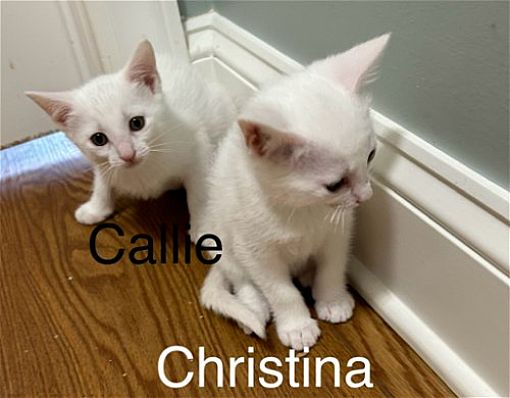 White Bluff, TN - Domestic Shorthair. Meet Callie th a Pet for Adoption ...
