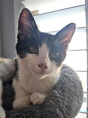 Phoenix, AZ - Domestic Shorthair. Meet Cicely a Pet for Adoption ...