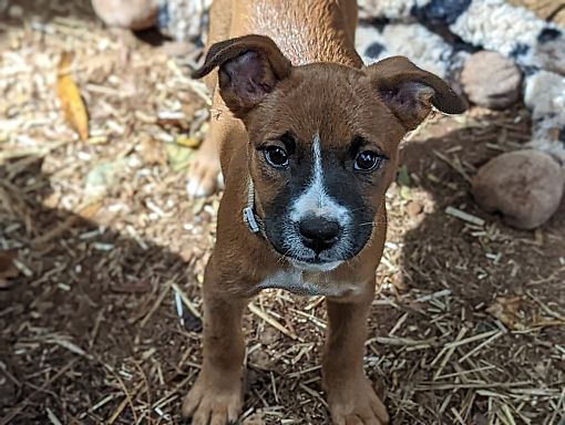 Macon, GA - Boxer/Labrador Retriever. Meet Mocha a Pet for Adoption ...