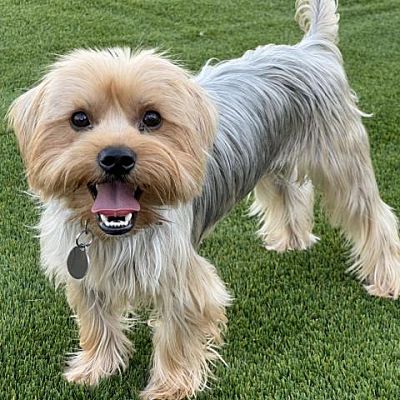 Phoenix, AZ - Yorkie, Yorkshire Terrier. Meet Wally & Bingo (Bonded ...