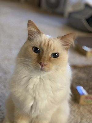 Truckee, CA - Ragdoll. Meet Ginger a Pet for Adoption - AdoptaPet.com