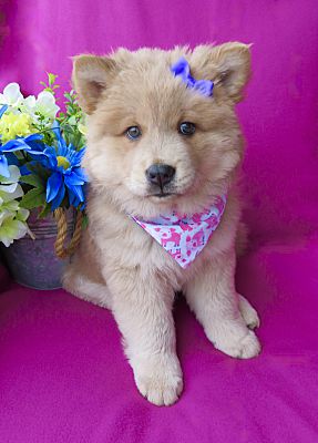Irvine, CA - Chow Chow/Sheltie, Shetland Sheepdog. Meet Lele a Pet for ...