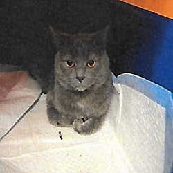 Chatsworth, CA - Russian Blue. Meet Sully a Pet for Adoption ...