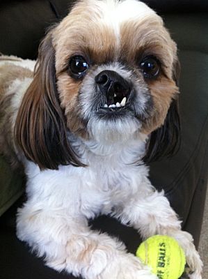 Austin, TX - Shih Tzu. Meet Mimi a Pet for Adoption - AdoptaPet.com