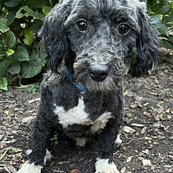 Mishawaka, IN - Coton de Tulear/Miniature Poodle. Meet Coton Colton ...
