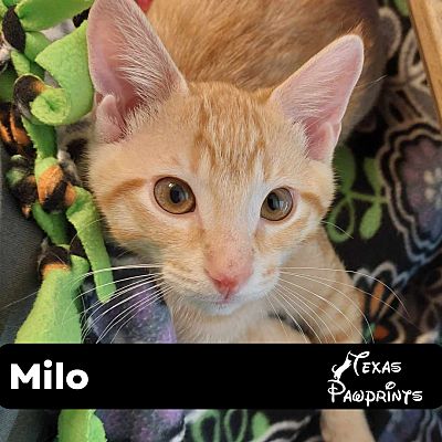 Dallas, TX - Tabby. Meet Milo a Pet for Adoption - AdoptaPet.com