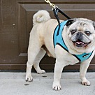 Pug Puppies - Pug Rescue and Adoption Near You