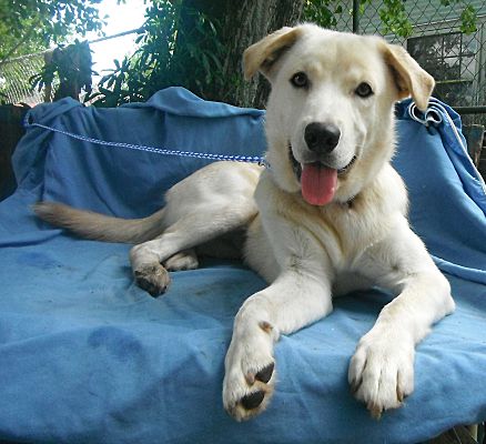 Wallis, TX - Great Pyrenees/Border Collie. Meet Marlee a Pet for ...