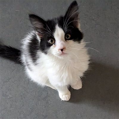 Santa Fe, NM - Domestic Shorthair. Meet Lip Gallagher a Pet for ...