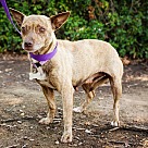 Corgi Puppies - Corgi Rescue and Adoption Near You