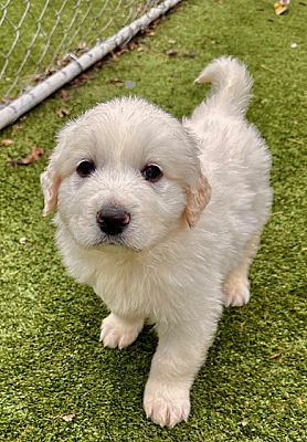 Gallatin, TN - Great Pyrenees. Meet Apollo a Pet for Adoption ...