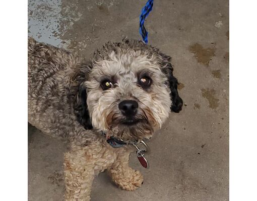Greenville, SC - Schnoodle. Meet Patrick a Pet for Adoption - AdoptaPet.com