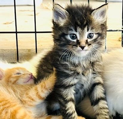 Denver, CO - Domestic Mediumhair. Meet Benjamin a Pet for Adoption ...