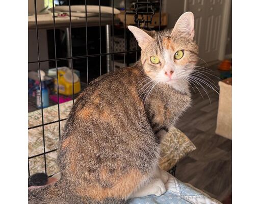 Chapel Hill, NC - Domestic Shorthair. Meet Lucky a Pet for Adoption ...