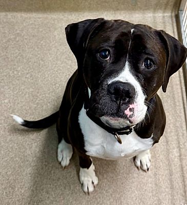 Tiffin, OH - American Pit Bull Terrier/Boxer. Meet Ella a Pet for ...