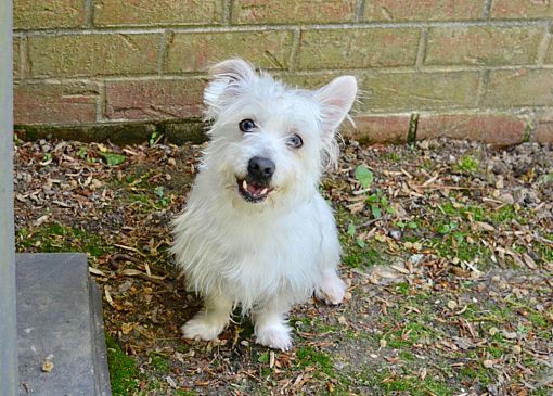 Sandston, VA - Maltese. Meet Scooter a Pet for Adoption - AdoptaPet.com