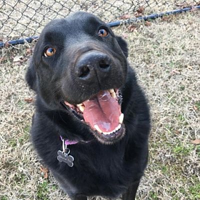 Cabot, AR - Labrador Retriever. Meet (T Hold) Maxwell a Pet for ...