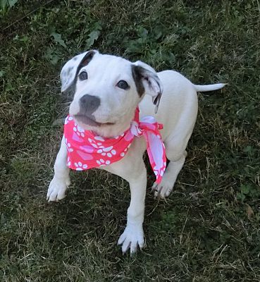 Southbury, CT - Boxer/English Pointer. Meet Twinkie ~ meet me! a Pet ...