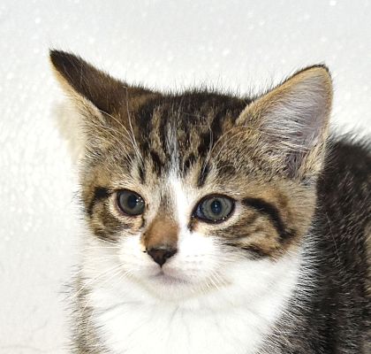 Springfield, OH - Domestic Shorthair. Meet May a Pet for Adoption ...