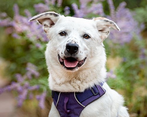 Boulder, CO - Great Pyrenees/Australian Cattle Dog. Meet Sunday - Pyr ...