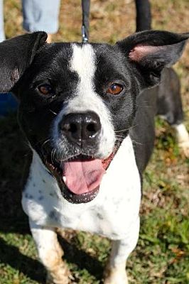 San Diego, CA - Basset Hound/Boston Terrier. Meet Heron a Pet for ...