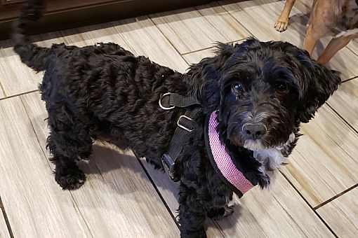 Phoenix, AZ - Poodle (Miniature)/Lhasa Apso. Meet Kelsie a Pet for ...