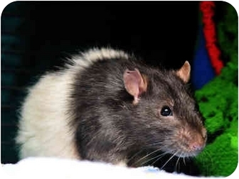 Durham, NC - Rat. Meet Clyde a Pet for Adoption.