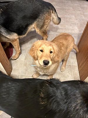 Warren, OH - Golden Retriever. Meet Max a Pet for Adoption - AdoptaPet.com