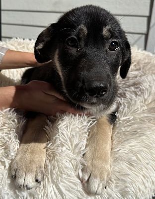 Charleston, SC - German Shepherd Dog. Meet Alanis Morissette a Pet for ...