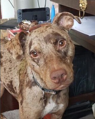 Los Angeles, CA - Catahoula Leopard Dog. Meet Dijon a Pet for Adoption ...