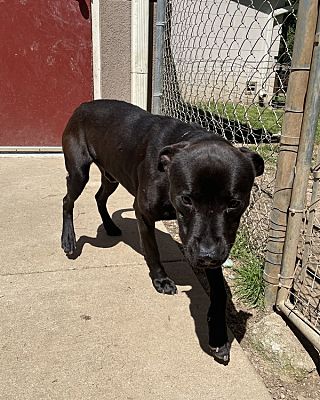 Birmingham, AL - Pit Bull Terrier. Meet Brian a Pet for Adoption ...