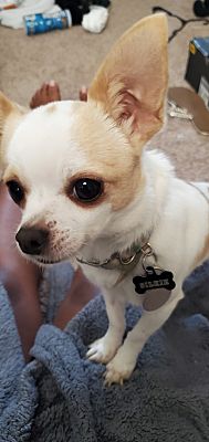 Milton, FL - Chihuahua/Shih Tzu. Meet Silkie a Pet for Adoption ...