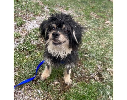 Boston, MA - Yorkie, Yorkshire Terrier. Meet CHAMP a Pet for Adoption ...