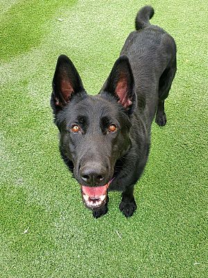 Oceanside, CA - Shepherd (Unknown Type). Meet Malloy a Pet for Adoption ...