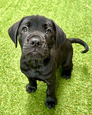 Novato, CA - Cane Corso/Golden Retriever. Meet Remi a Pet for Adoption ...