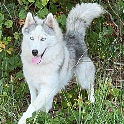 Enfield, CT - Siberian Husky/Husky. Meet Hank a Pet for Adoption ...