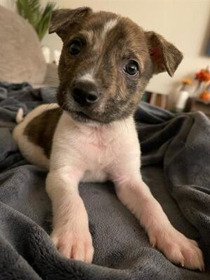 Raleigh, NC - Jack Russell Terrier/Feist. Meet MARSHALL a Pet for ...