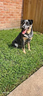 Santa Fe, TX - Australian Cattle Dog. Meet Bently a Pet for Adoption ...