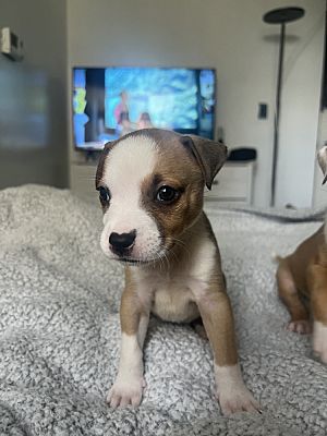 New York, NY - Mixed Breed (Medium). Meet Silly Putty a Pet for ...