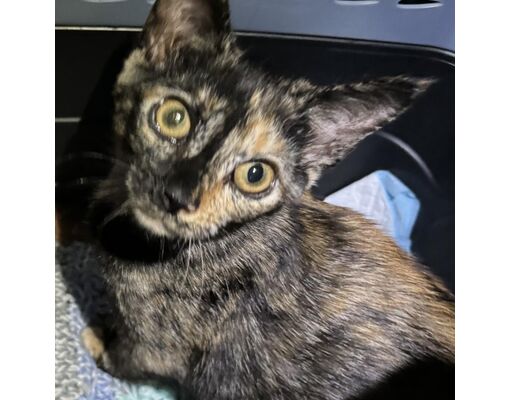 Simi Valley, CA - Domestic Shorthair. Meet Lucy a Pet for Adoption ...