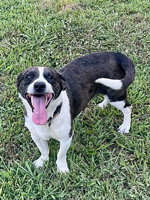 Southbury, CT - Corgi/Catahoula Leopard Dog. Meet Elvis~adopted! a Pet ...