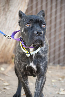 Sanger, CA - Cane Corso. Meet Paloma a Pet for Adoption - AdoptaPet.com