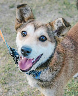 Sunnyvale, CA - Jindo. Meet Sungchul a Pet for Adoption - AdoptaPet.com