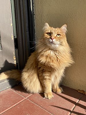 Hotchkiss, CO - Siberian. Meet Chachi a Pet for Adoption - AdoptaPet.com
