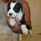 Boston Terrier Puppies - Boston Terrier Rescue and Adoption
