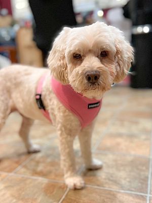 Los Angeles, CA - Cockapoo. Meet Peaches a Pet for Adoption - AdoptaPet.com