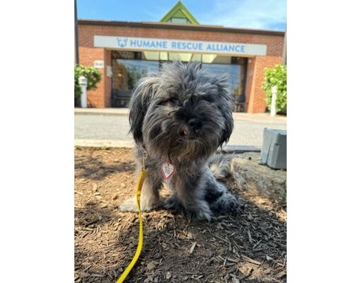 Washington, DC - Lhasa Apso/Havanese. Meet Erna a Pet for Adoption ...