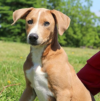 Southbury, CT - Weimaraner/Beagle. Meet Percy~ meet me! a Pet for ...