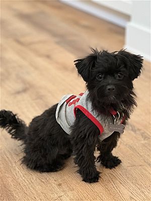 Tampa, FL - Maltese. Meet Macon - adoption pending a Pet for Adoption ...